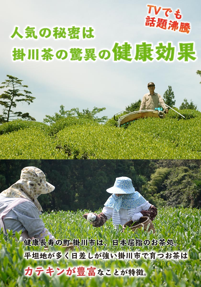 JA掛川市 かけがわ茶（深蒸し茶）アルミ缶 490g x 24本入 – お茶旅